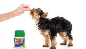 Zyrtec for Dogs: A Useful Tool for Pet Allergies | Is Zyrtec Safe for Dogs?