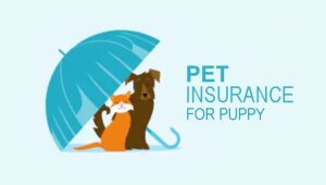 Is It Worth To Get Pet Insurance For A Puppy? - Great Pet Tips