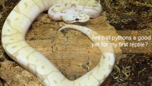 Are ball pythons a good pet for my first reptile? Ball Pythons as Pets