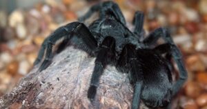 How To Care For Brazilian Black Tarantula: All You Need To Know