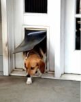 Comprehensive Guide on: How to Install A Sliding Dog Door